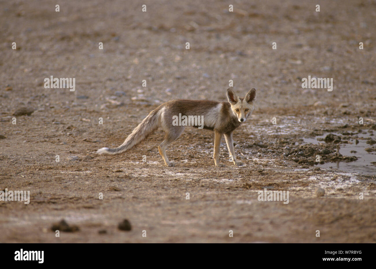 Turkmenian Red Fox (Vulpes vulpes flavescens) Touran Protected Area ...