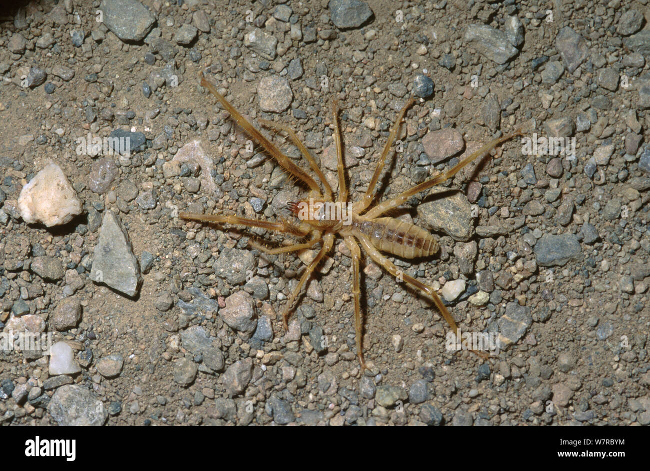 Solifugae hi-res stock photography and images - Alamy