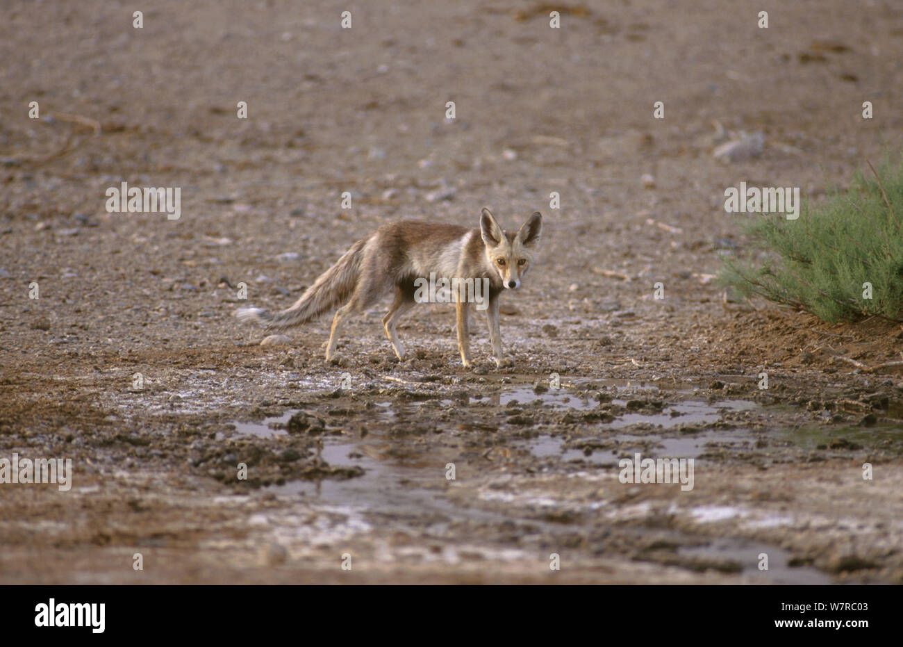 Turkmenian Red Fox (Vulpes vulpes flavescens) in Semnan Province, Iran ...