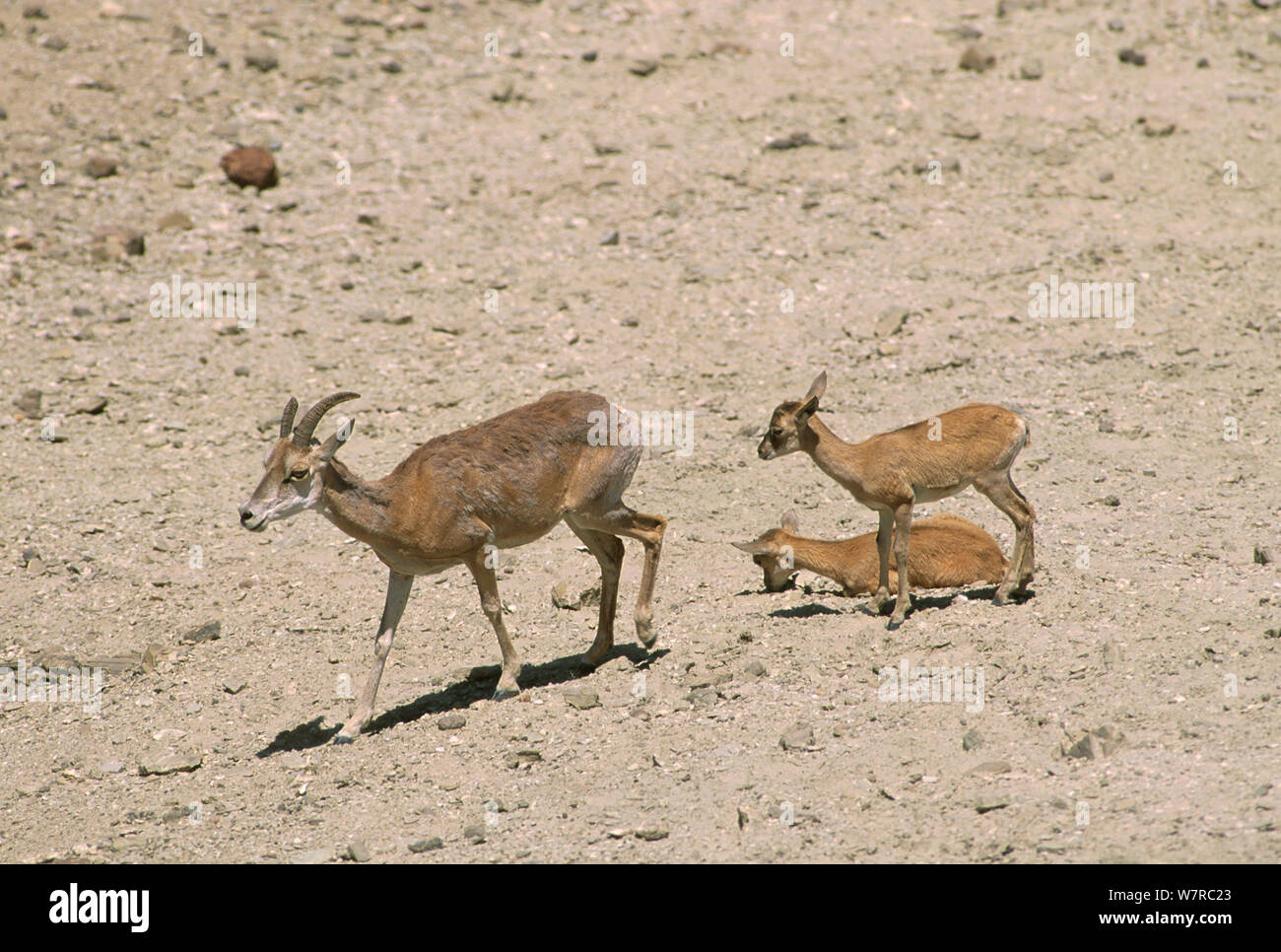 Urial (Ovis orientalis arkal) mother with two babies, Touran Protected ...