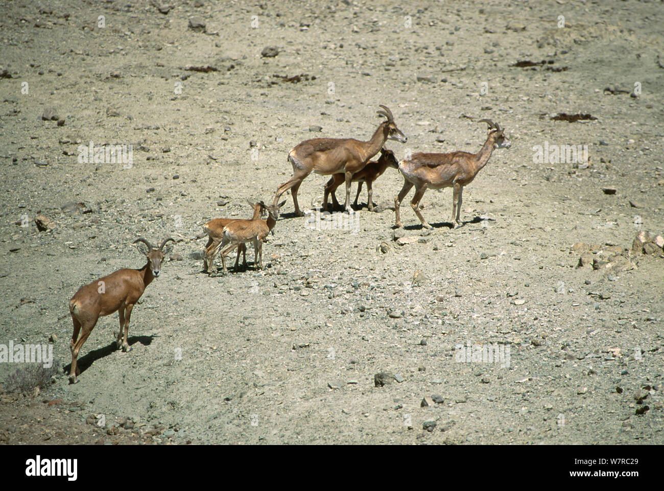 Asiatic mouflon hi-res stock photography and images - Alamy