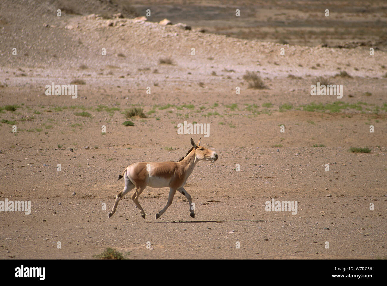 Iranian Wild Ass / Onager (Equus hemionus onager) territorial male ...