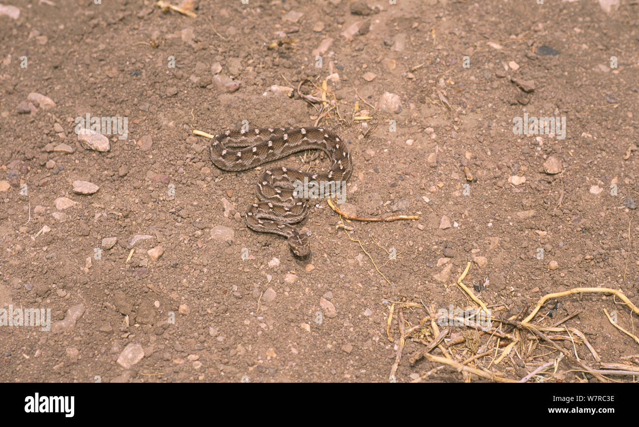 Saw Scaled Viper (Echis carinatus) camouflaged on ground, Touran ...