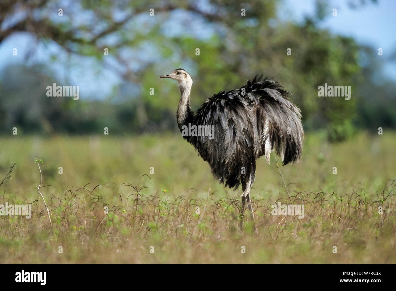 Greater Rhea (Rhea americana) male, Pantanal, Brazil, South America Stock Photo - Alamy