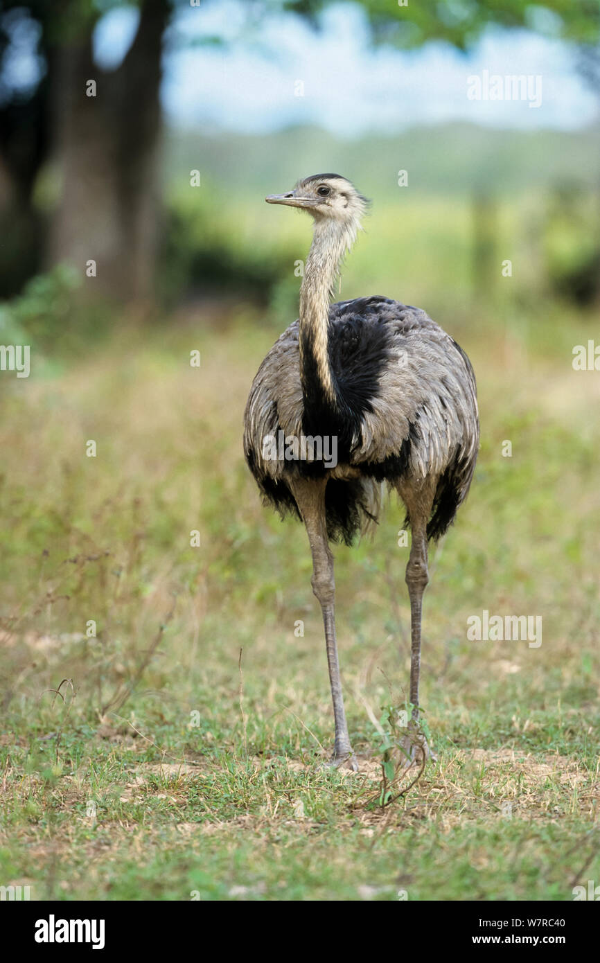 Greater Rhea (Rhea americana) Pantanal, Brazil, South America Stock ...