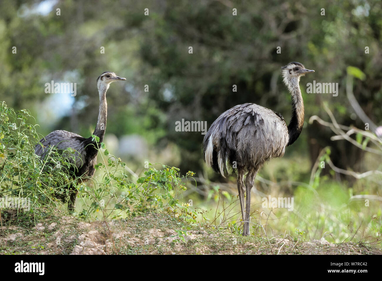 Greater Rhea (Rhea americana) males, Pantanal, Brazil, South America Stock Photo - Alamy