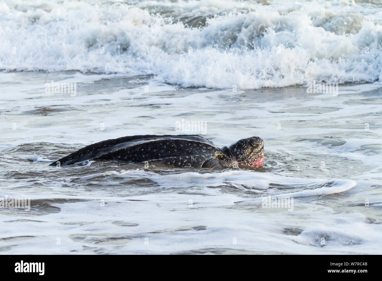 Leatherback Turtle (Dermochelys coriacea) female swimming in shallow ...