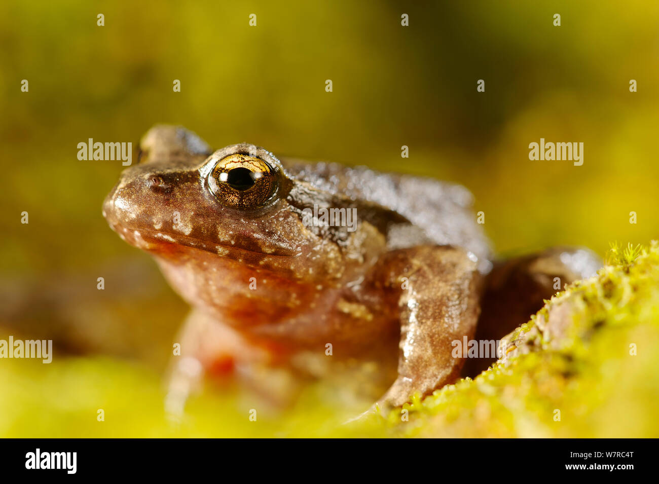 Ground frog (Eupsophus septentrionalis) portrait, Chile Stock Photo - Alamy