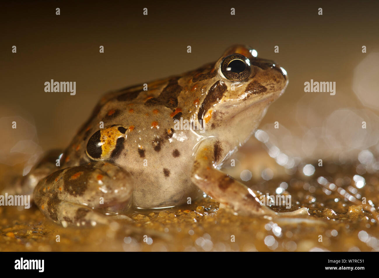 Four eyed frog hi-res stock photography and images - Alamy