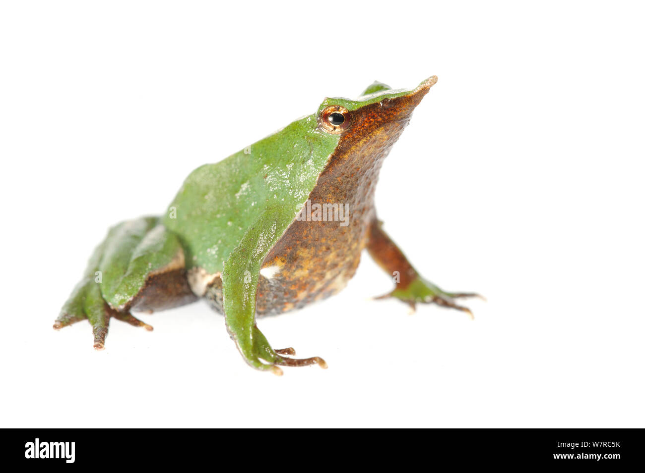 Rhinoderma darwinii Cut Out Stock Images & Pictures - Alamy