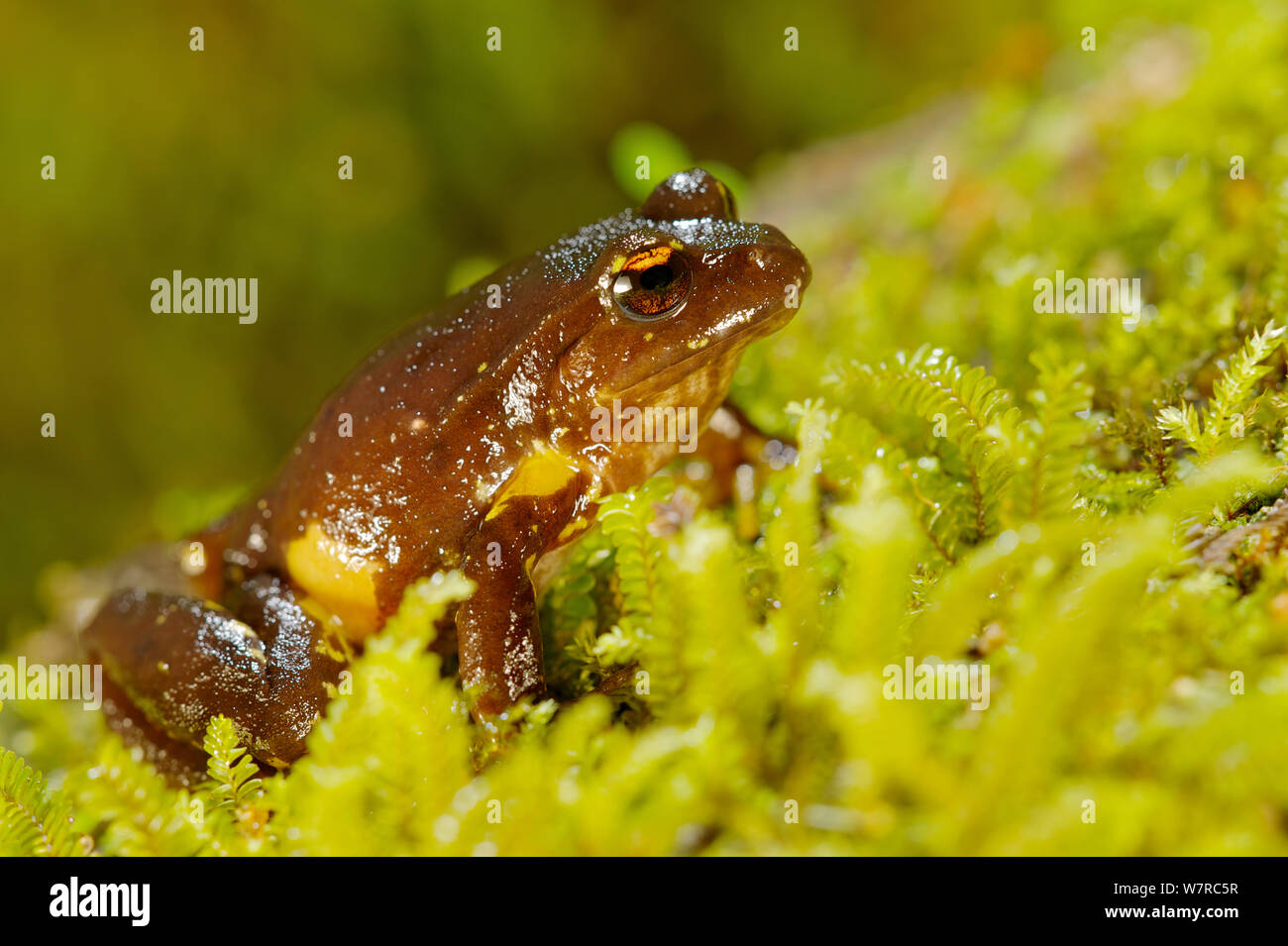 Endangered monument hi-res stock photography and images - Alamy