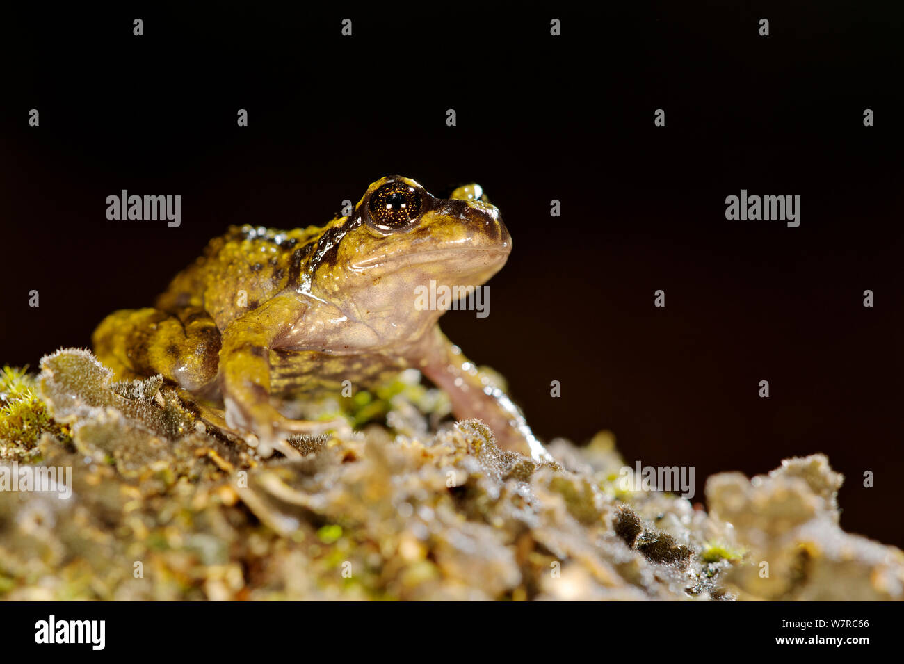 Cabreria spiny chest frog hi-res stock photography and images - Alamy