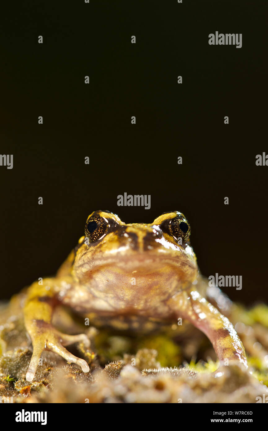 Cabreria spiny chest frog hi-res stock photography and images - Alamy