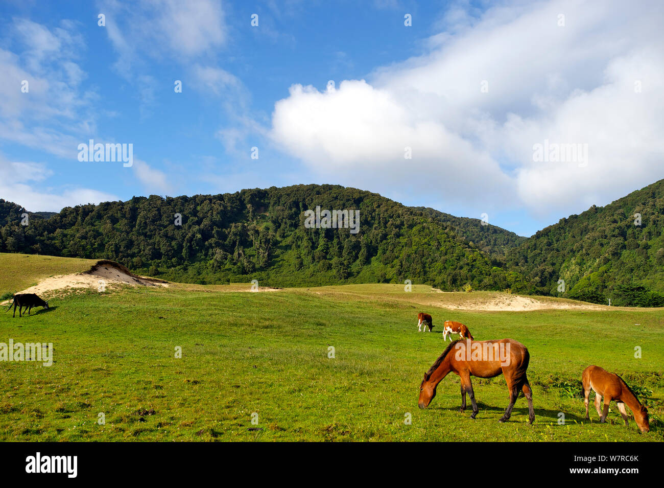 Horses and cows grazing in front of Isla Mocha National Reserve, Mocha ...