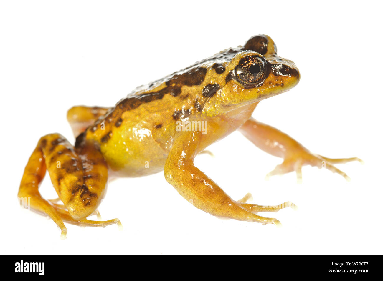 Endemic frogs Cut Out Stock Images & Pictures - Alamy