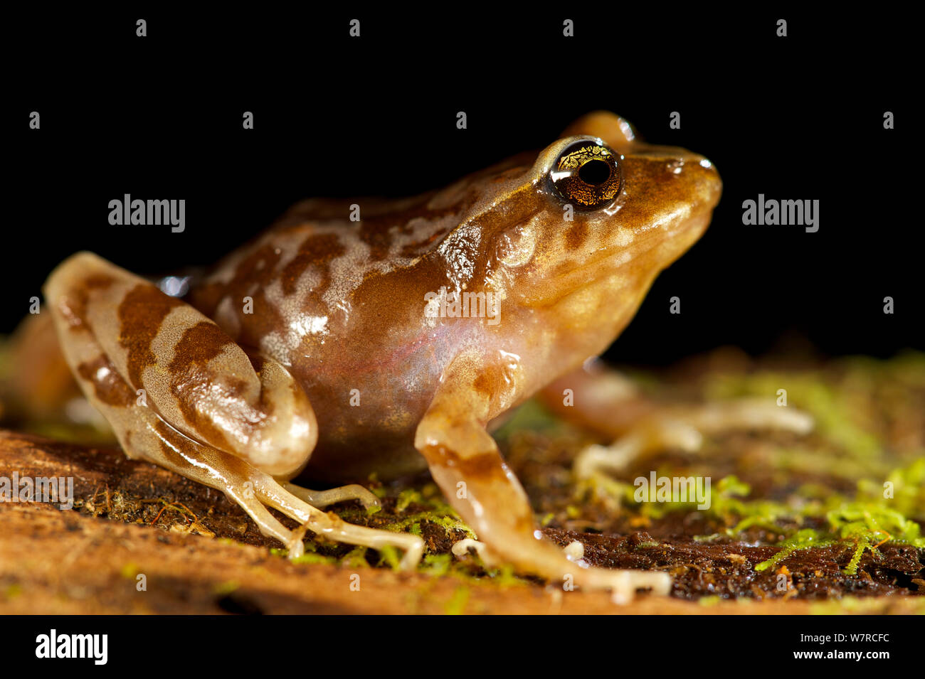 Oncol's Ground Frog (Eupsophus altor) Newly described to science in ...