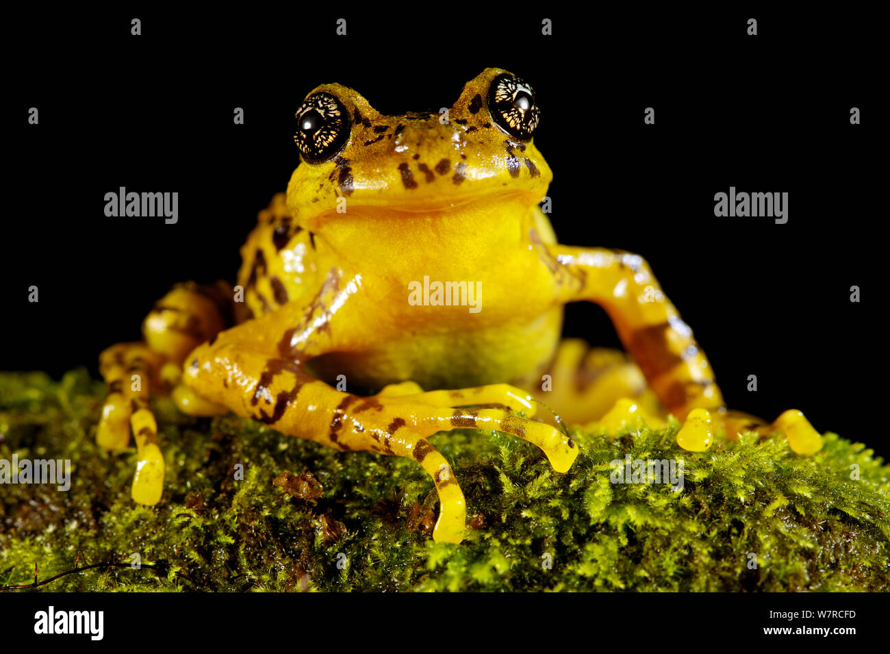 Marbled Wood Frog (Batrachyla antartandica) Parc Oncol, Chile, January ...