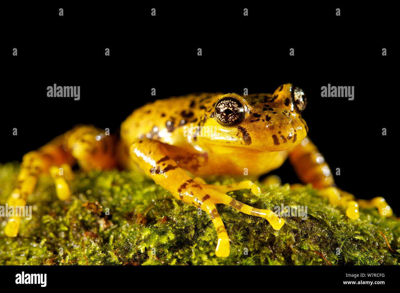 Marbled Wood Frog (Batrachyla antartandica) Parc Oncol, Chile, January ...