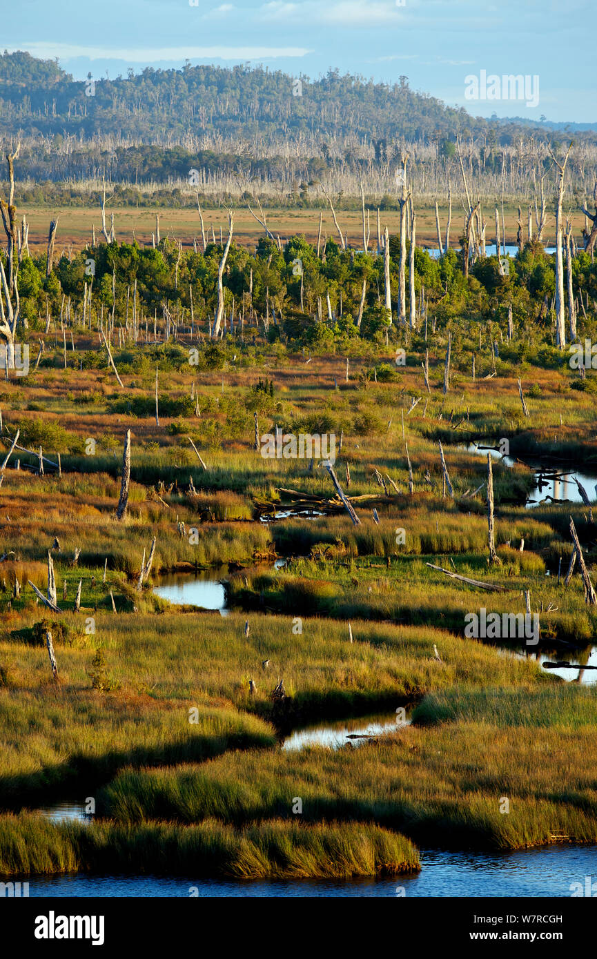 Chepu sunken forest hi-res stock photography and images - Alamy