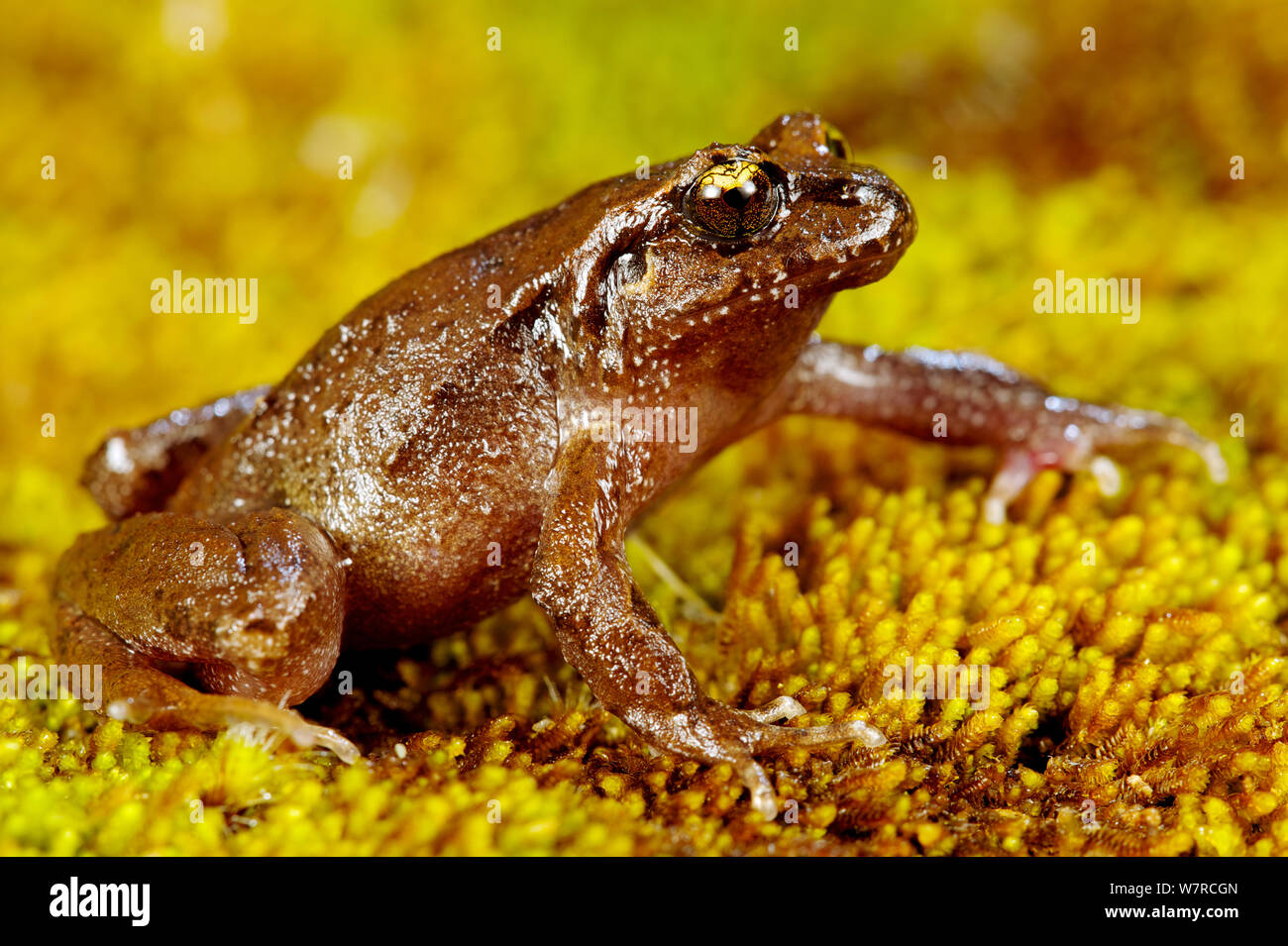 Chiloe Island Ground Frog (Eupsophus calcaratus) Chiloe Island, Chile ...