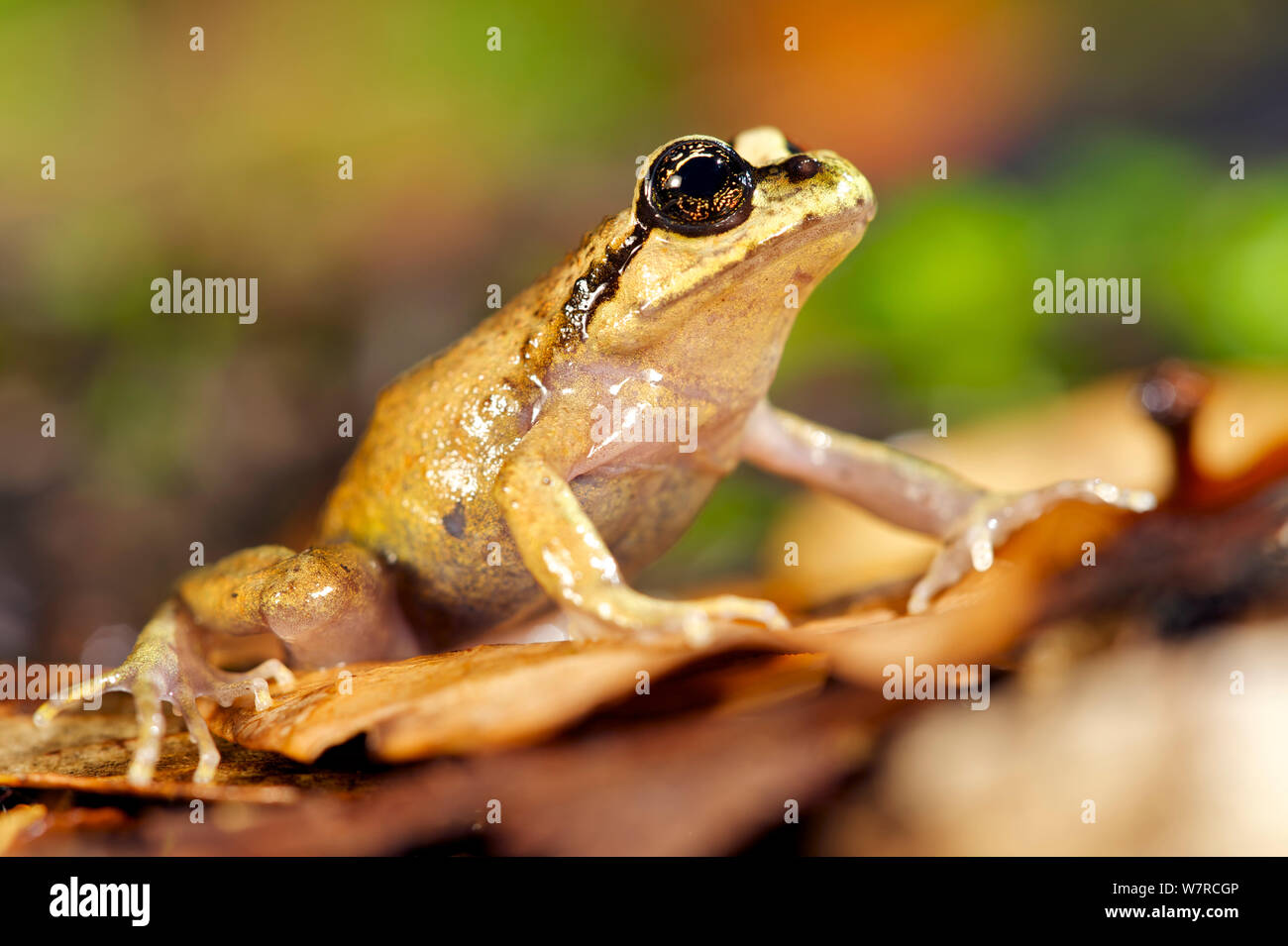 Spiny chested frog hi-res stock photography and images - Alamy