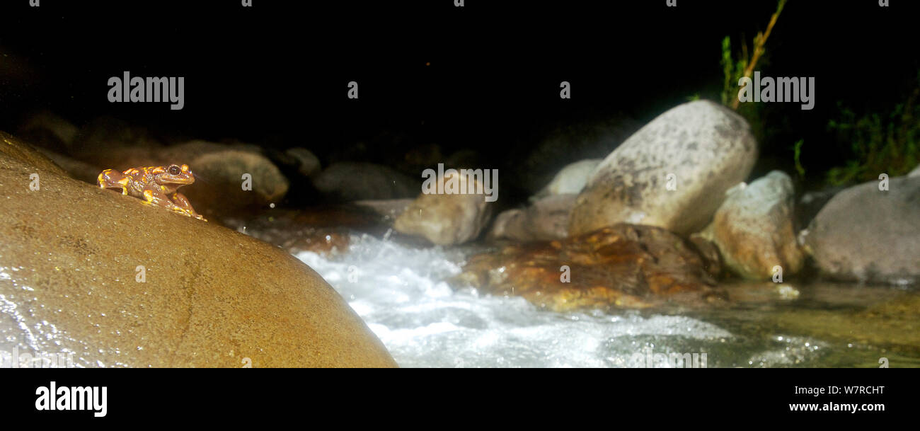 Telmatobufo venustus hi-res stock photography and images - Alamy