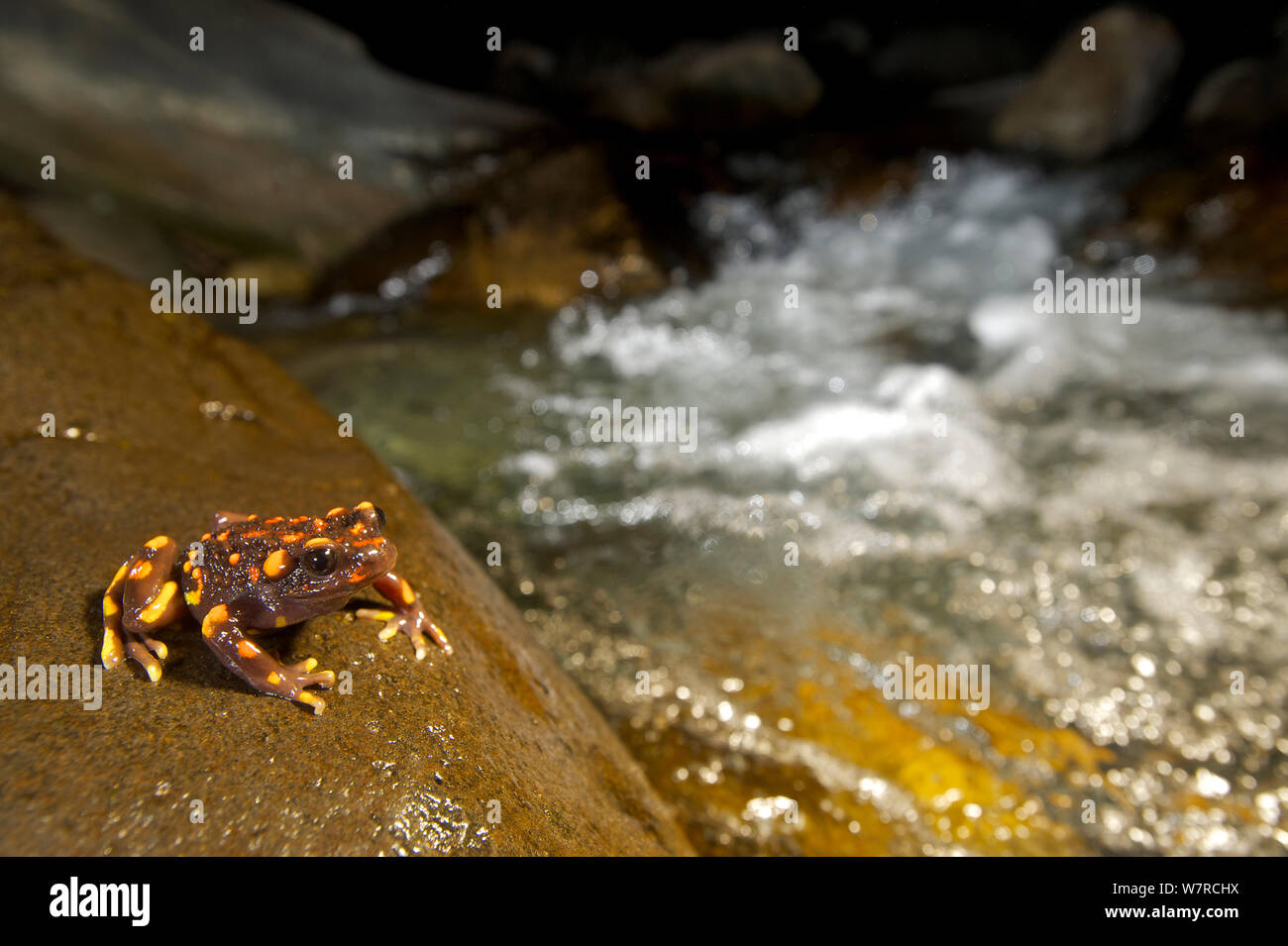 Chile Mountains False Toad (Telmatobufo venustus) at night in its ...