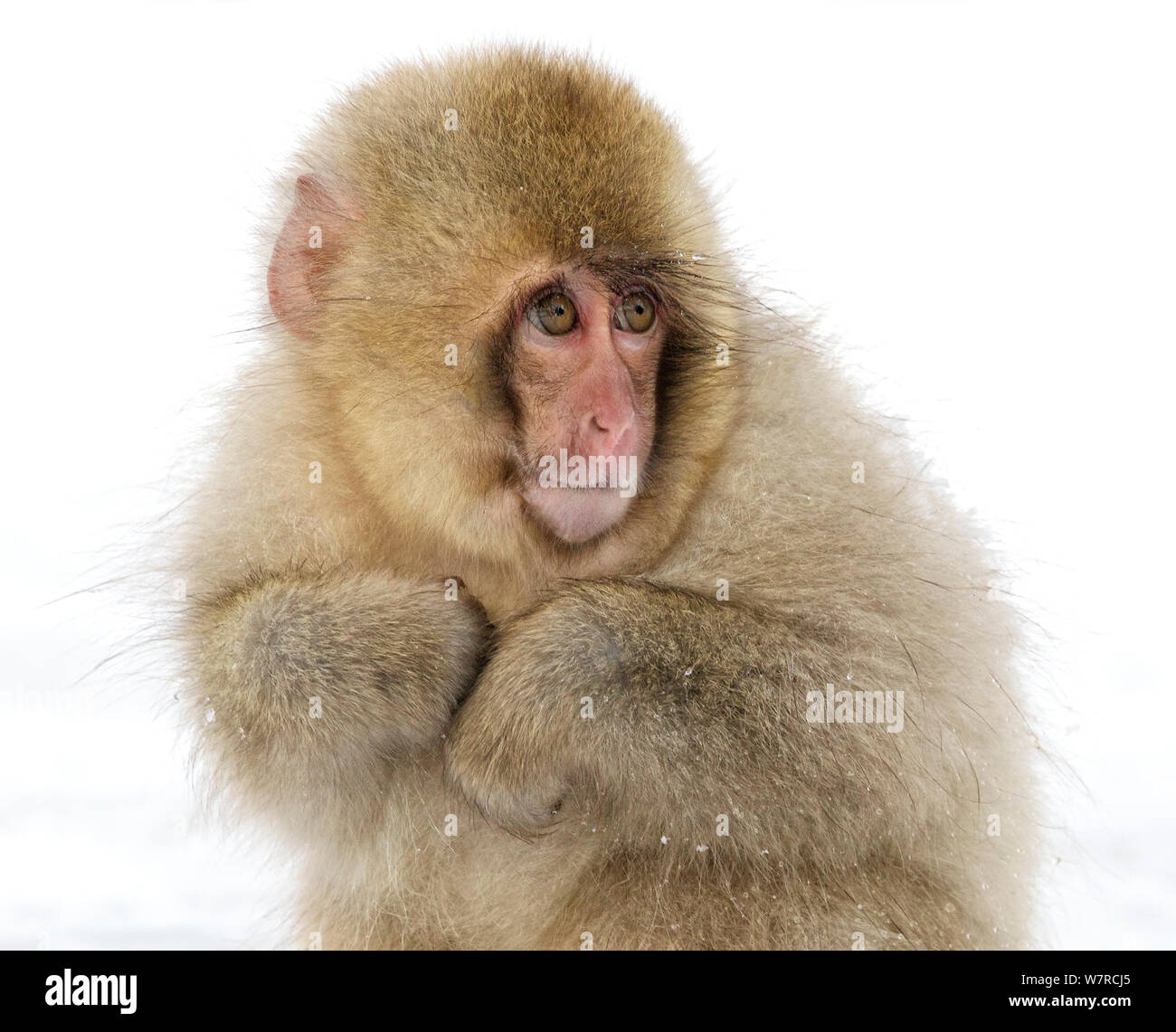 Japanese Macaque (Macaca fuscata) baby with fur puffed out to keep ...