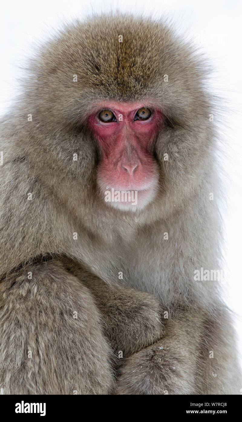 Japanese Macaque (Macaca fuscata) portrait, Jigokudani, Japan. February ...