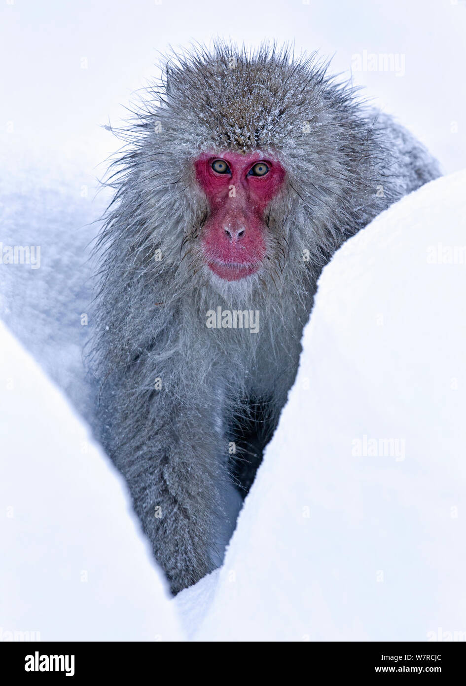 Japanese Macaque (Macaca fuscata) walking along snow trail, Jigokudani ...