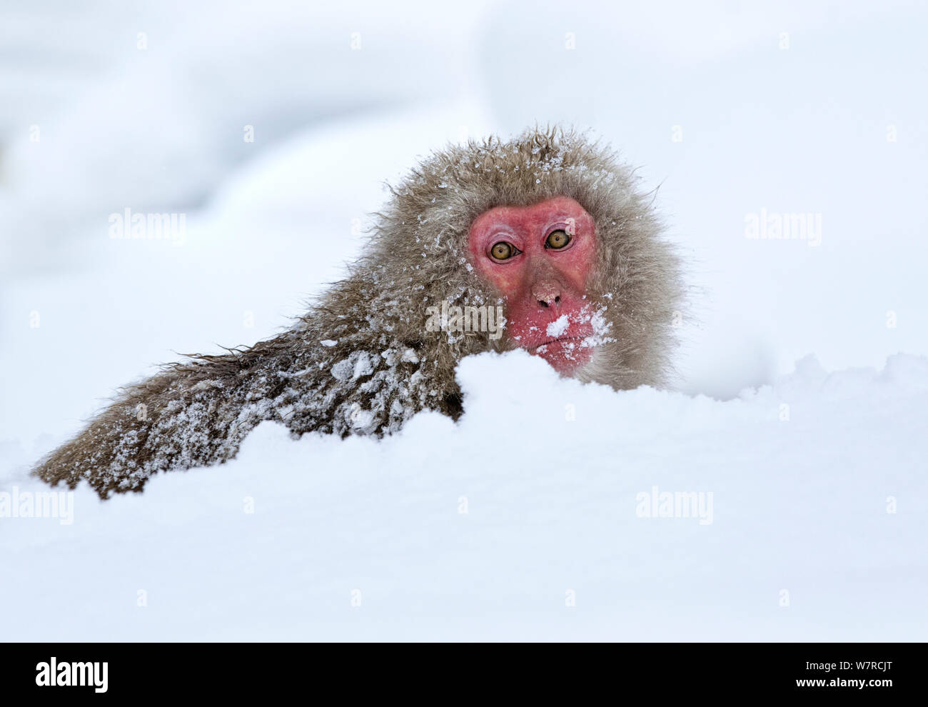 Japanese Macaque (Macaca fuscata) digging through the snow in search of ...