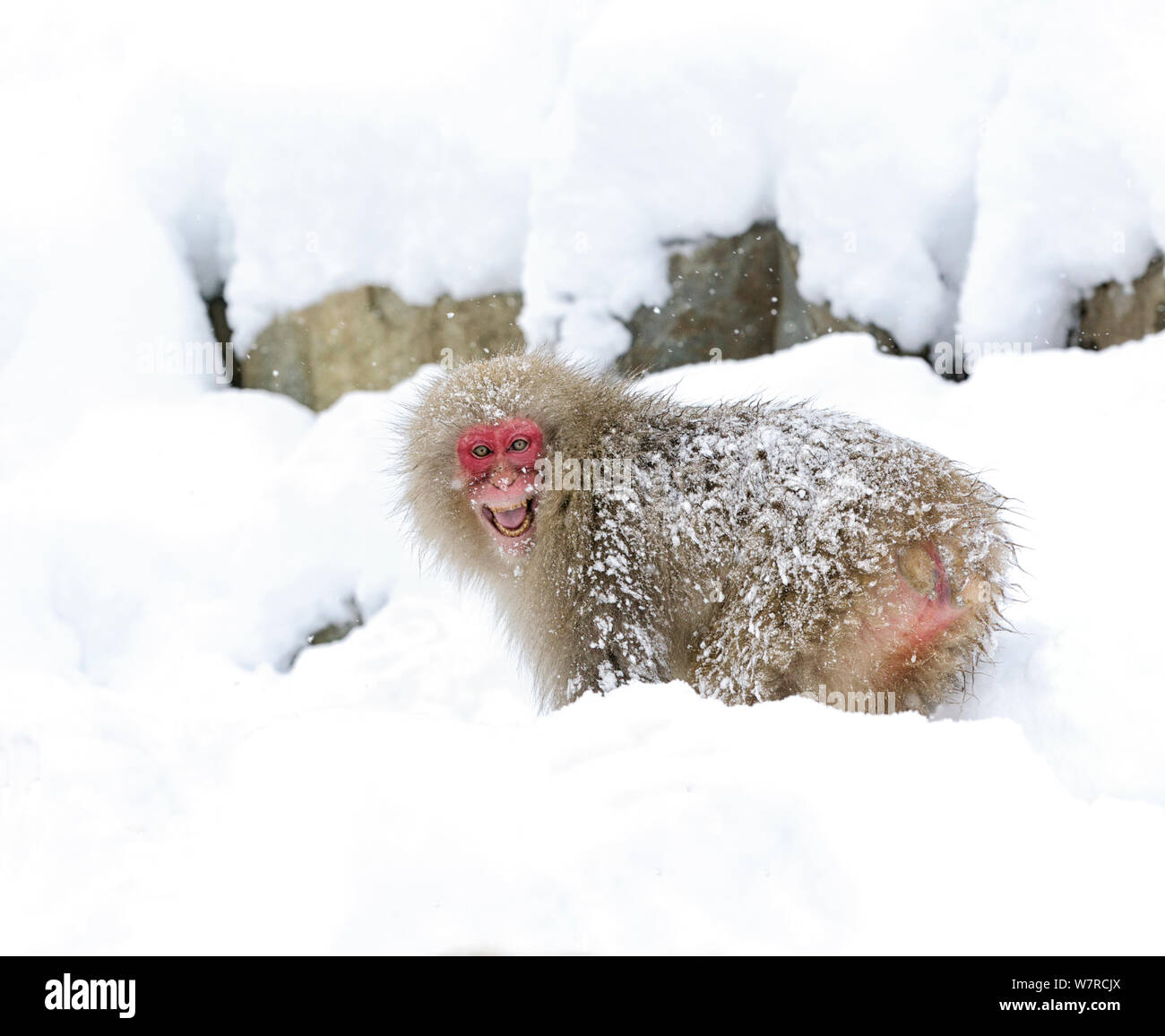 Japanese macaque (Macaca fuscata) grinning aggressively, Jigokudani ...
