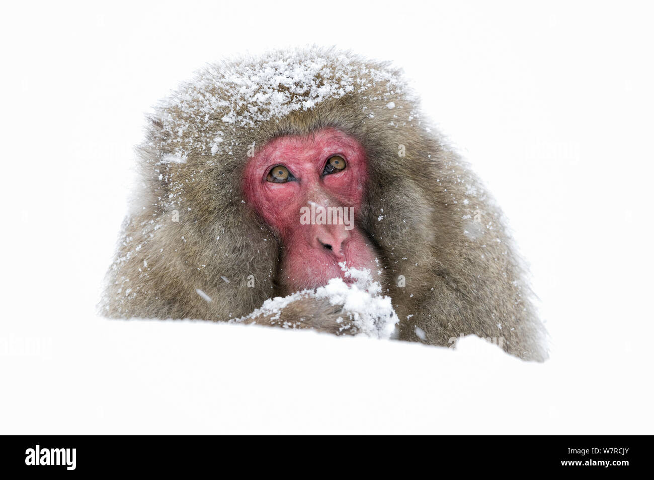 Japanese Macaque (Macaca fuscata) stays alert and on guard while eating ...