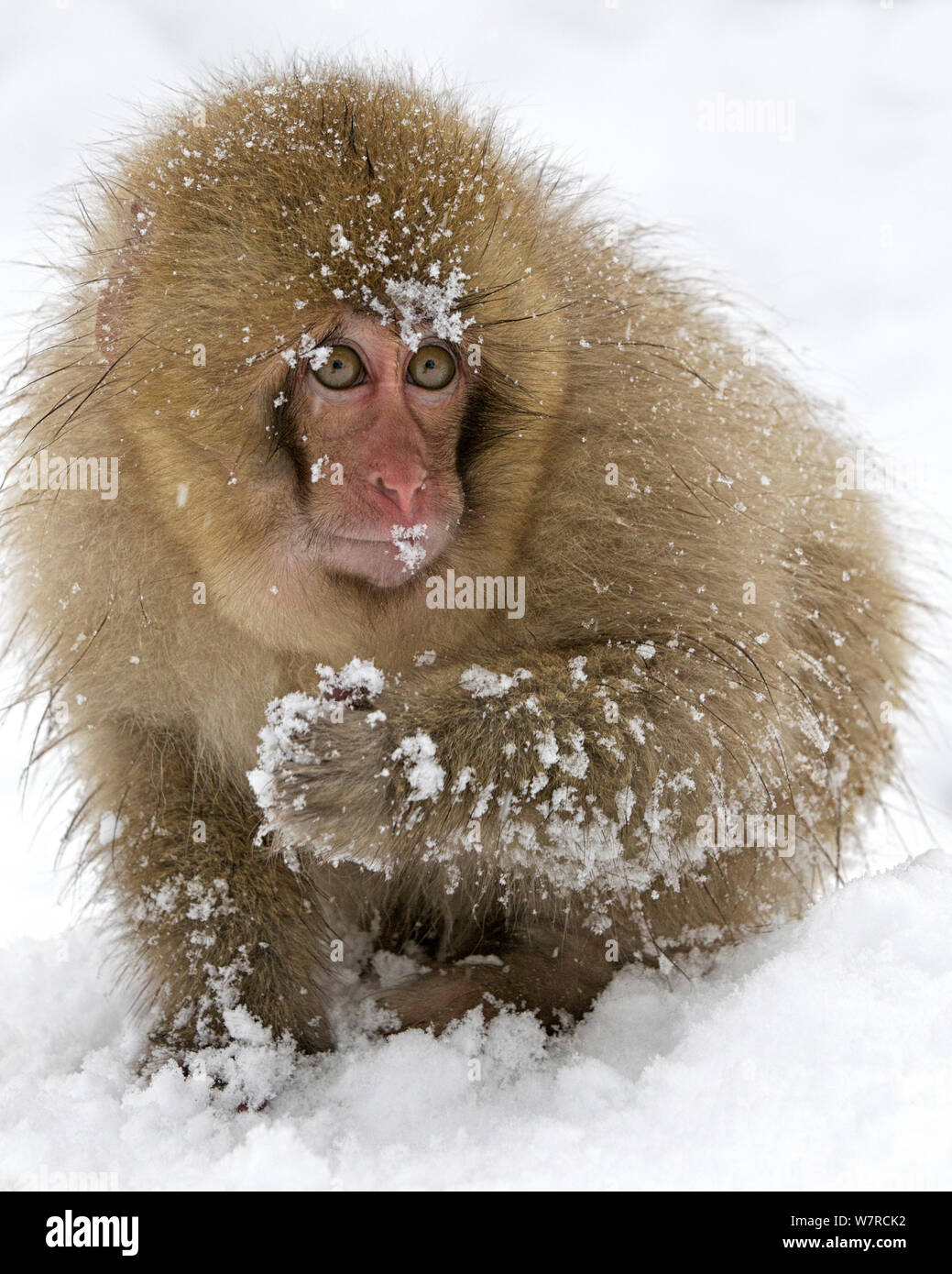 Japanese Macaque (Macaca fuscata) juvenile with puffed up fur in the ...