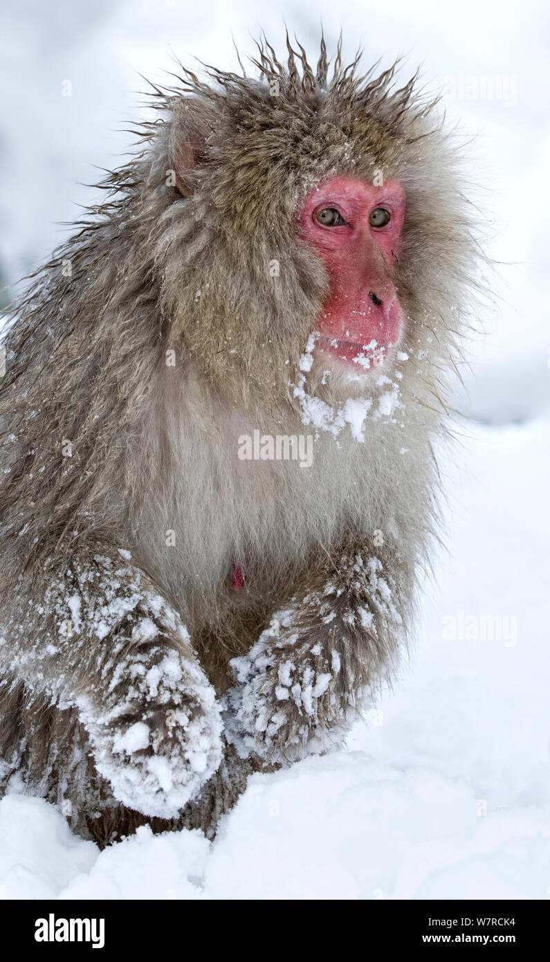 Foraging macaques hi-res stock photography and images - Alamy
