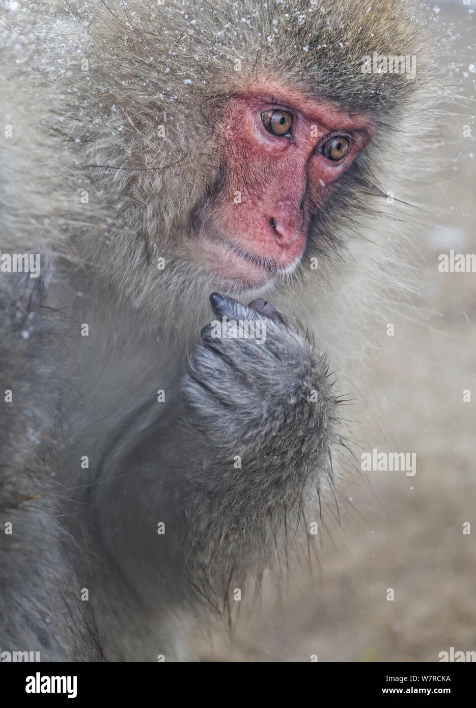 Japanese Macaque (Macaca fuscata) Jigokudani, Japan, January Stock ...