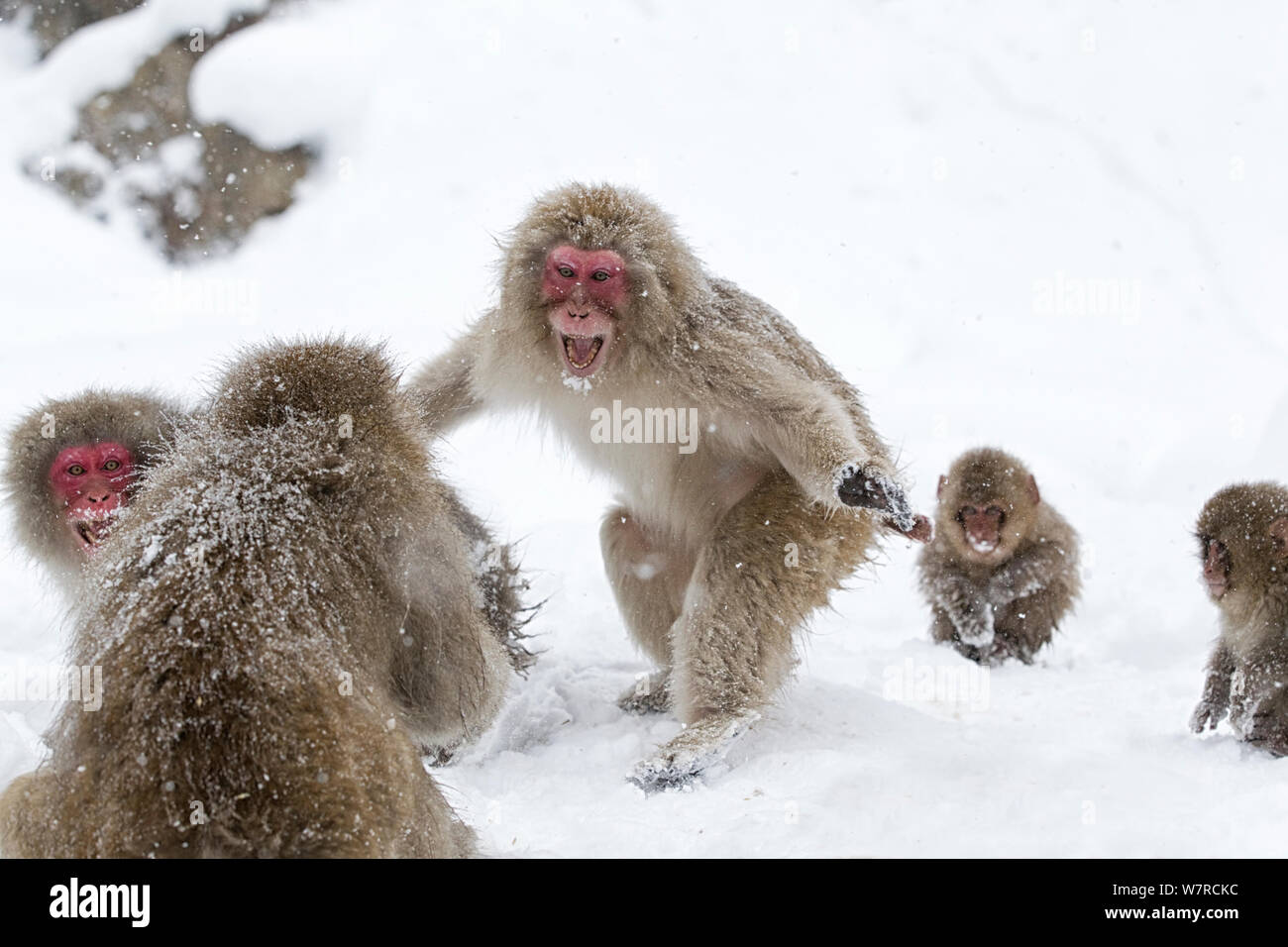 Japanese Macaque (Macaca fuscata) aggressive adult male approaches ...