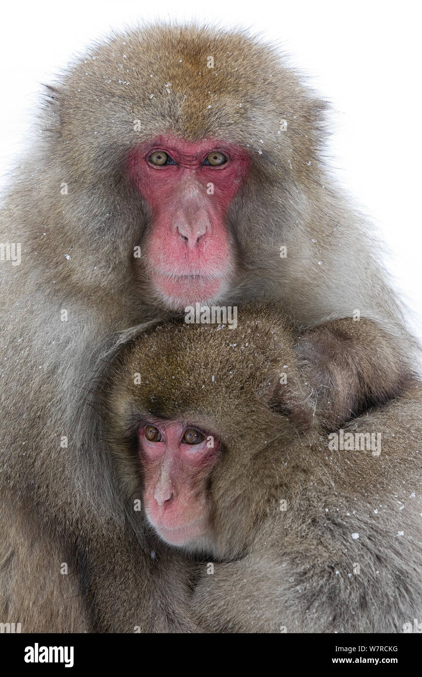 Monkeys hugging hi-res stock photography and images - Alamy