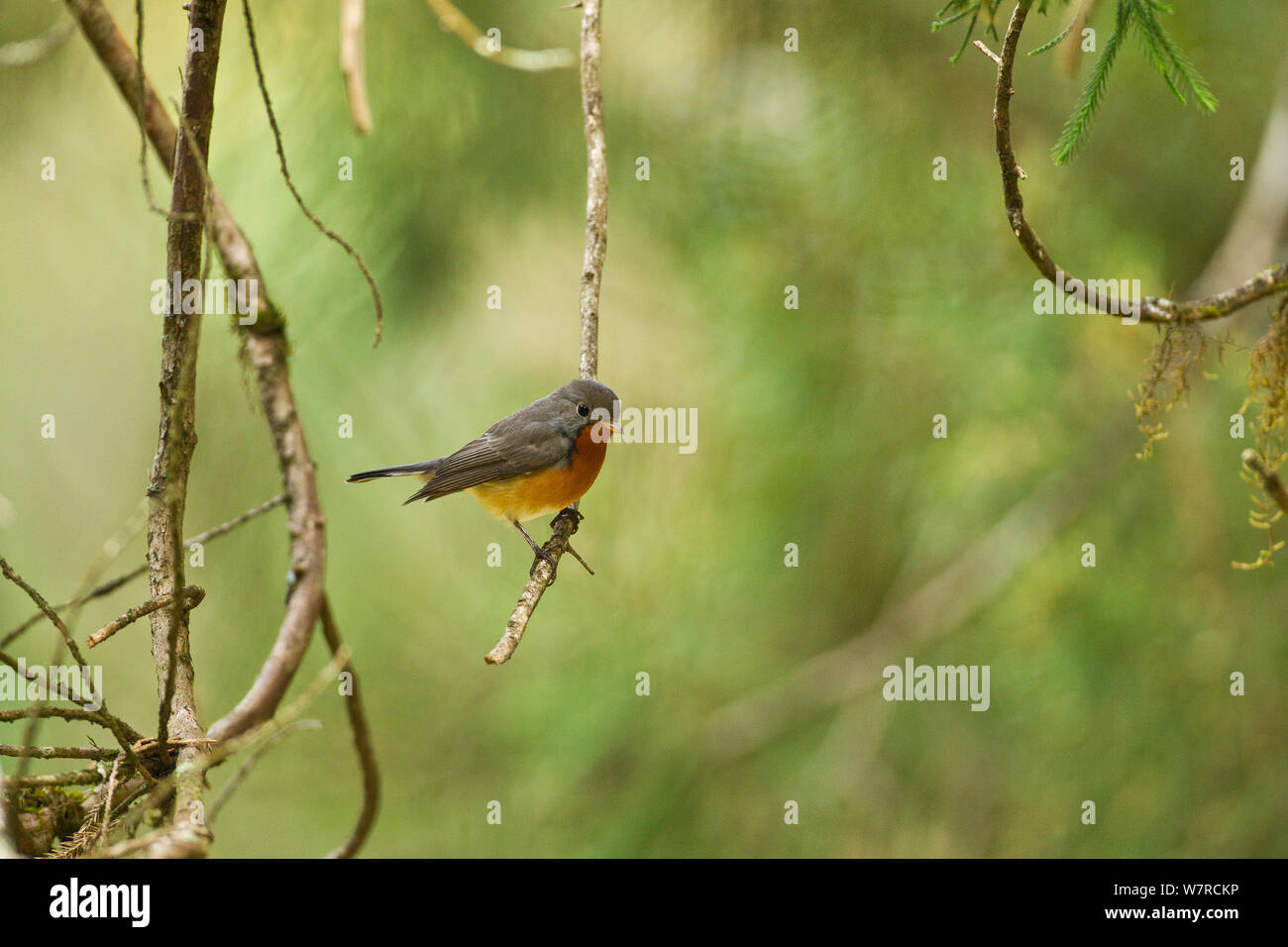 Kashmir flycatcher (Ficedula subrubra) Nilgiri mountains UNESCO ...
