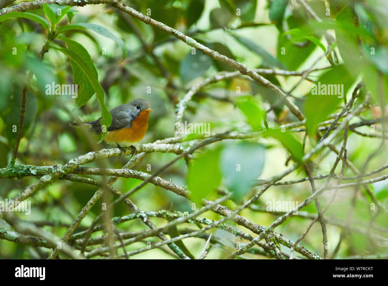 Kashmir flycatcher (Ficedula subrubra) perched, Nilgiri mountains ...
