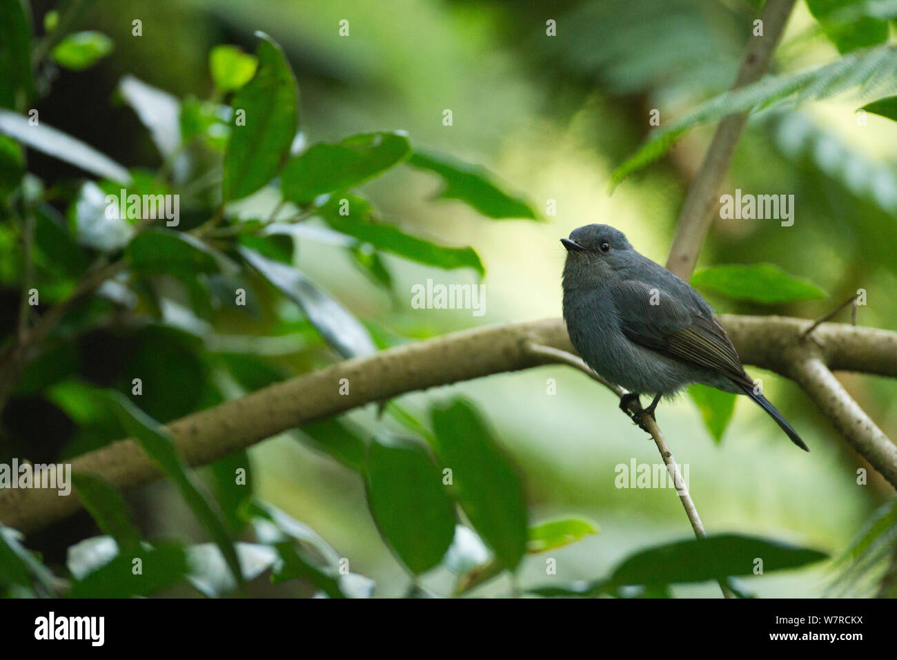 Biodiversity hotspots india hi-res stock photography and images - Alamy