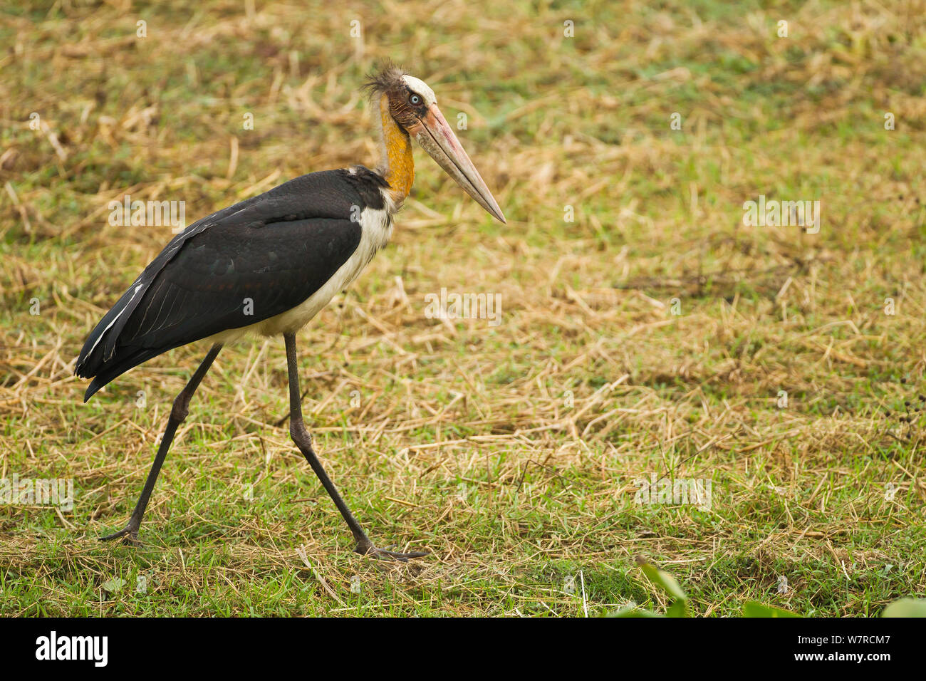 Lesser adjutant stork (Leptoptilos javanicus) Majuli Island, Assam ...