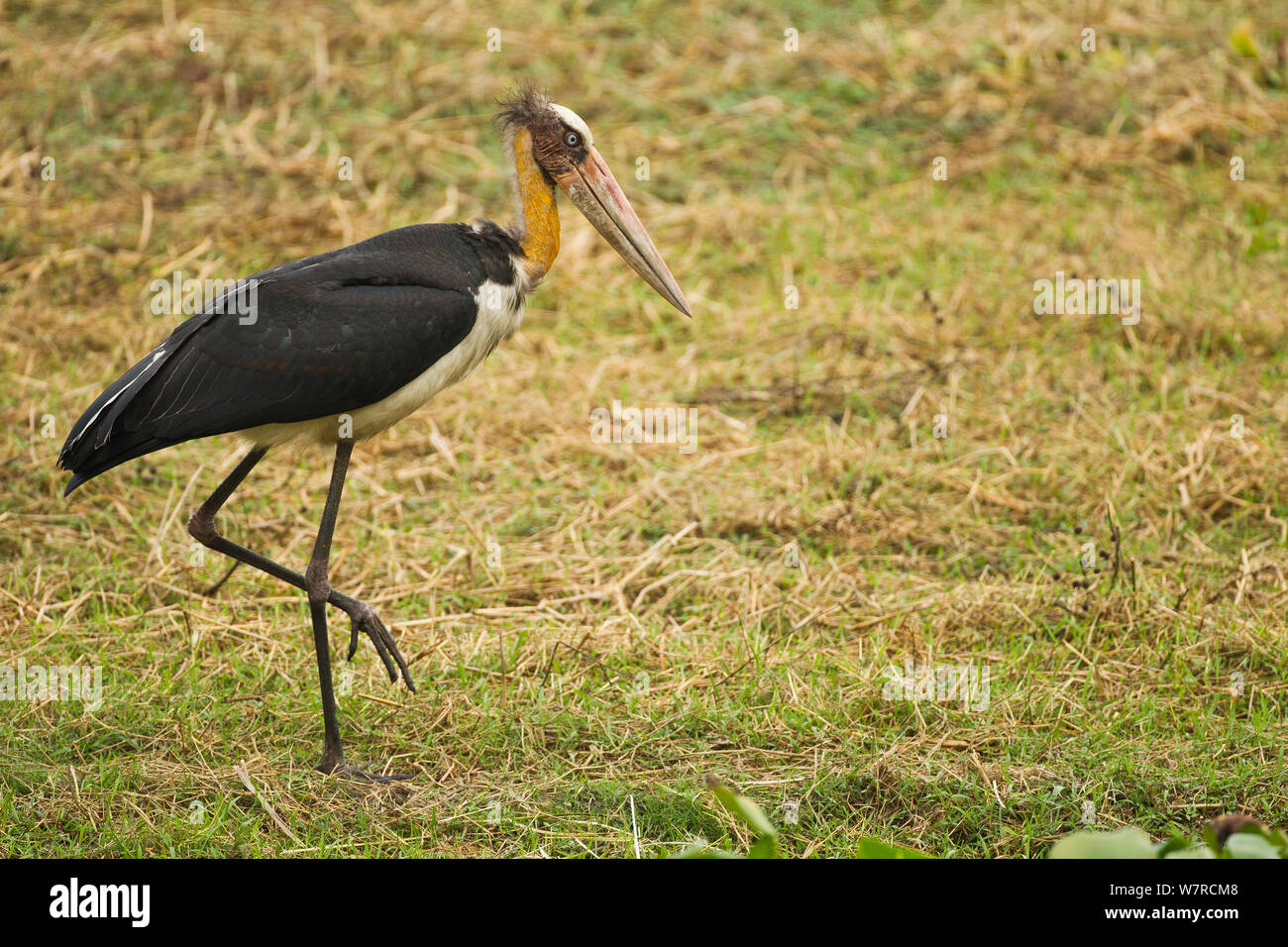 Majuli birds hi-res stock photography and images - Alamy