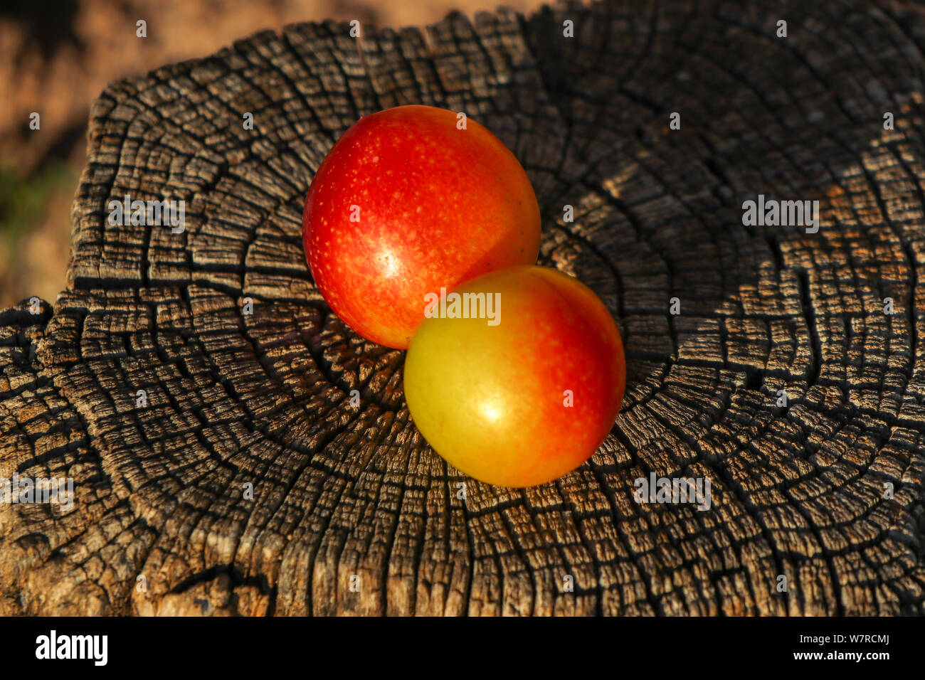 two plums on tree stump and very nice light Stock Photo - Alamy
