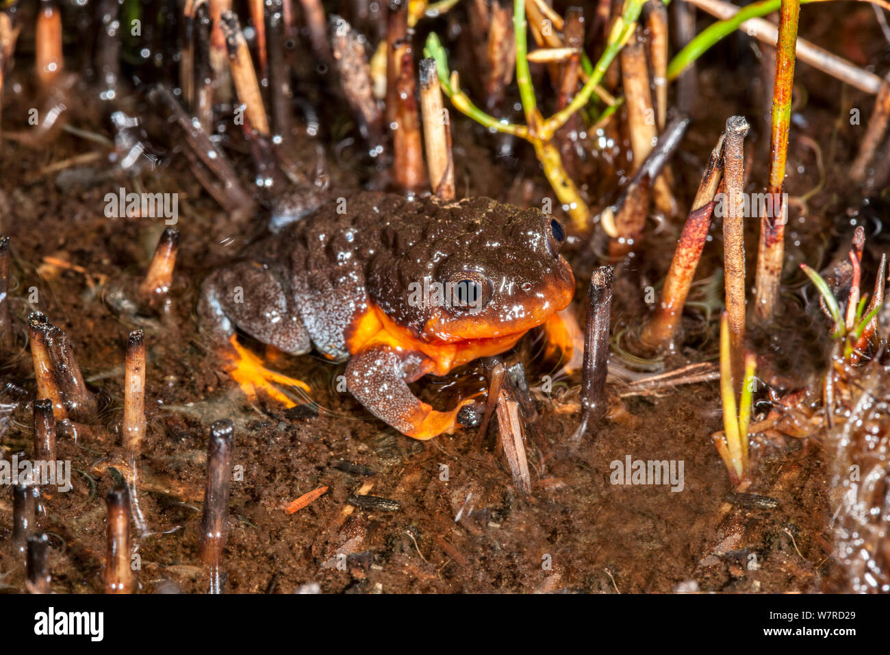 Sunset Frog (Spicospina flammocaerulea) Denmark, Western Australia ...