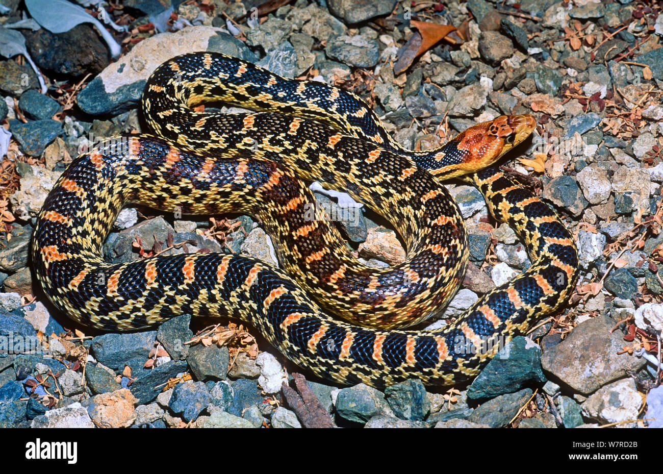 Cedros gopher snake (Pituophis catenifer insulanus / Pituophis ...