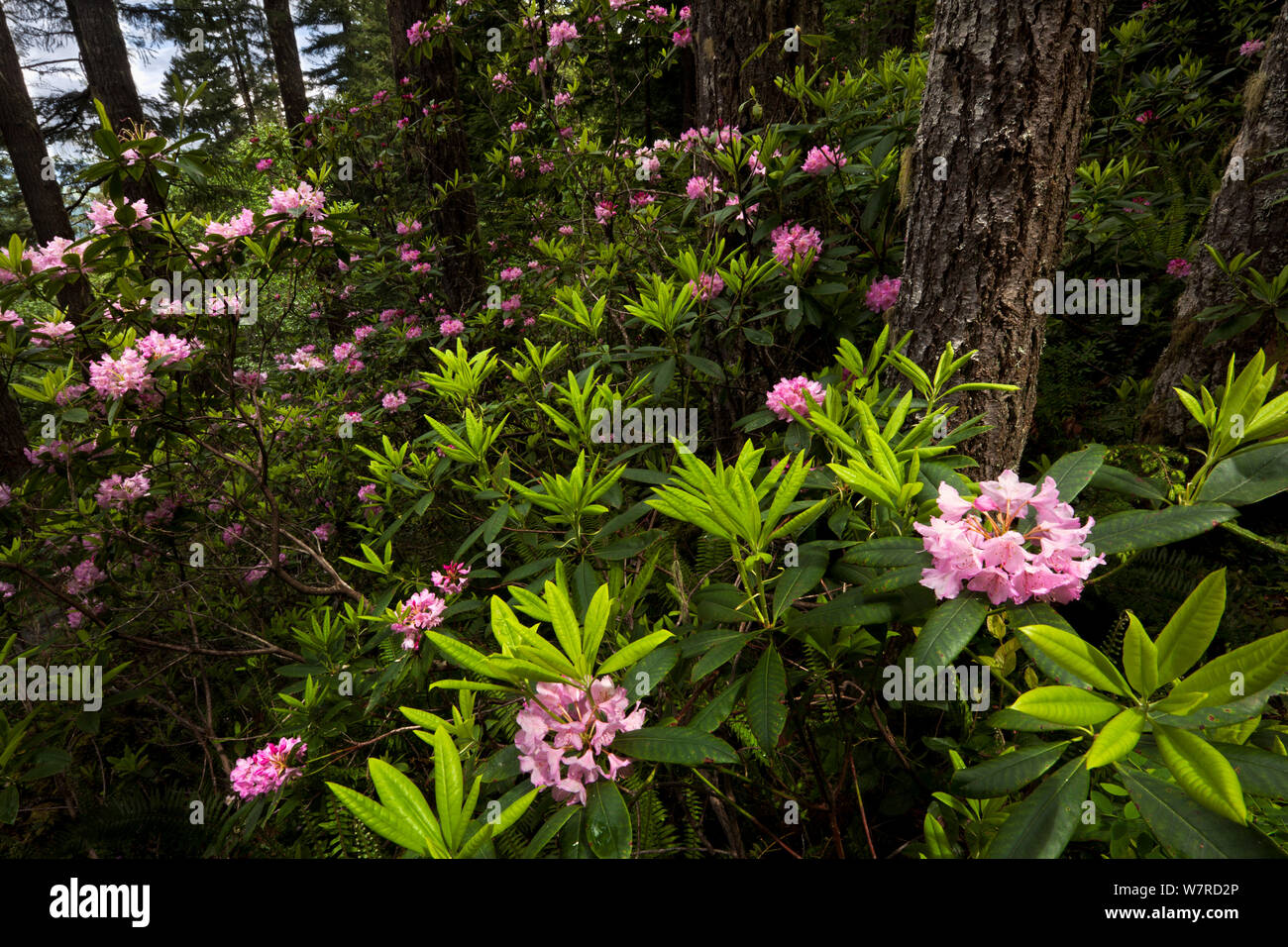 Wild Rhododendrons (Rhododendron sp) in bloom in Olympic National ...