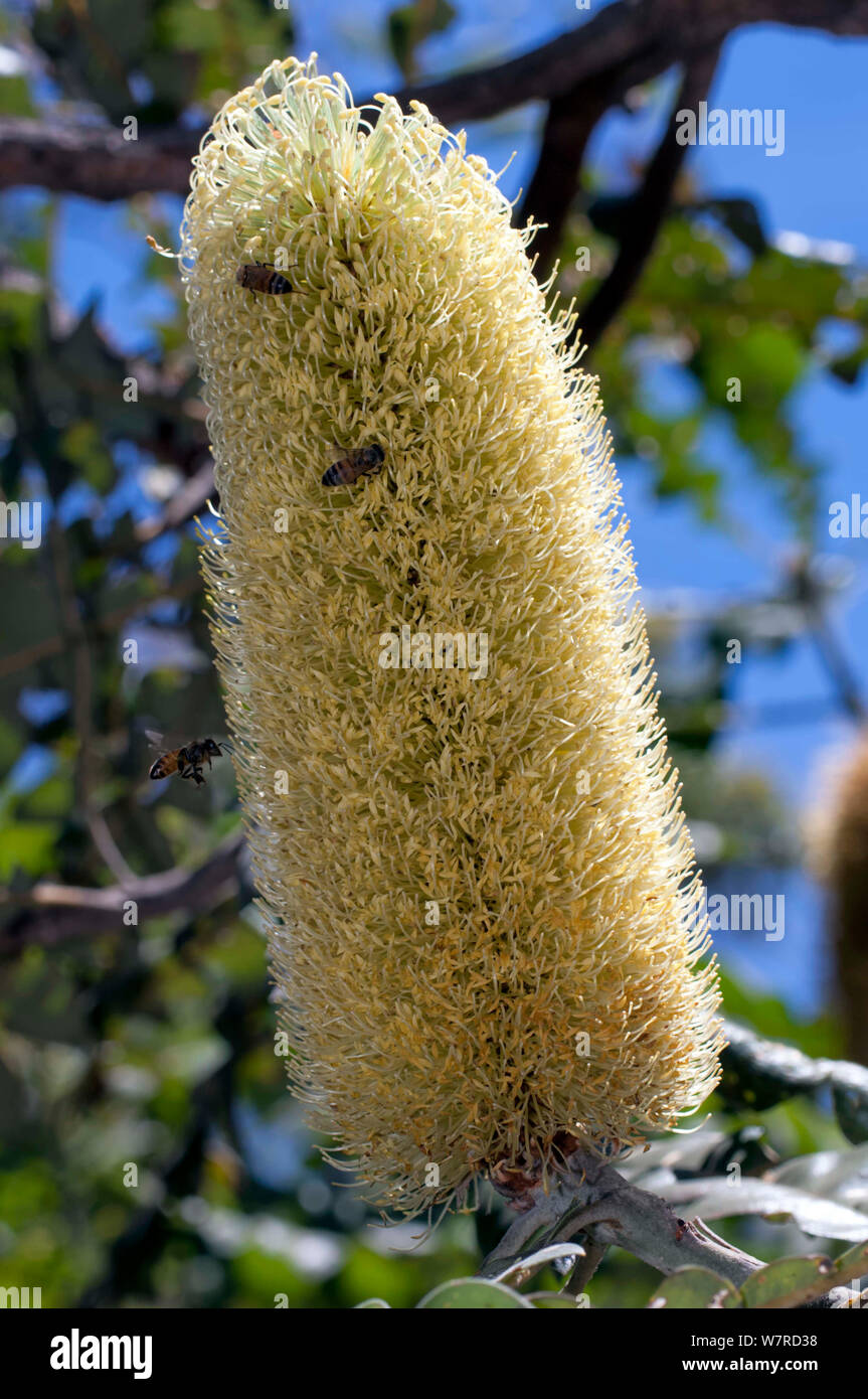 Jarrah forest hi-res stock photography and images - Alamy