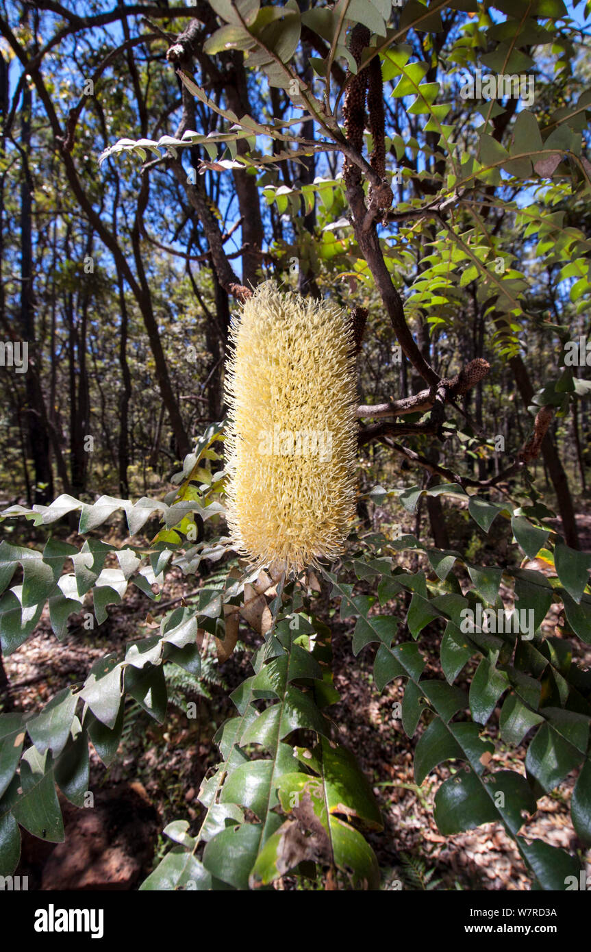 Banksia (Banksia sp) in flower, Jarrah forest, Dwellingup, Western ...