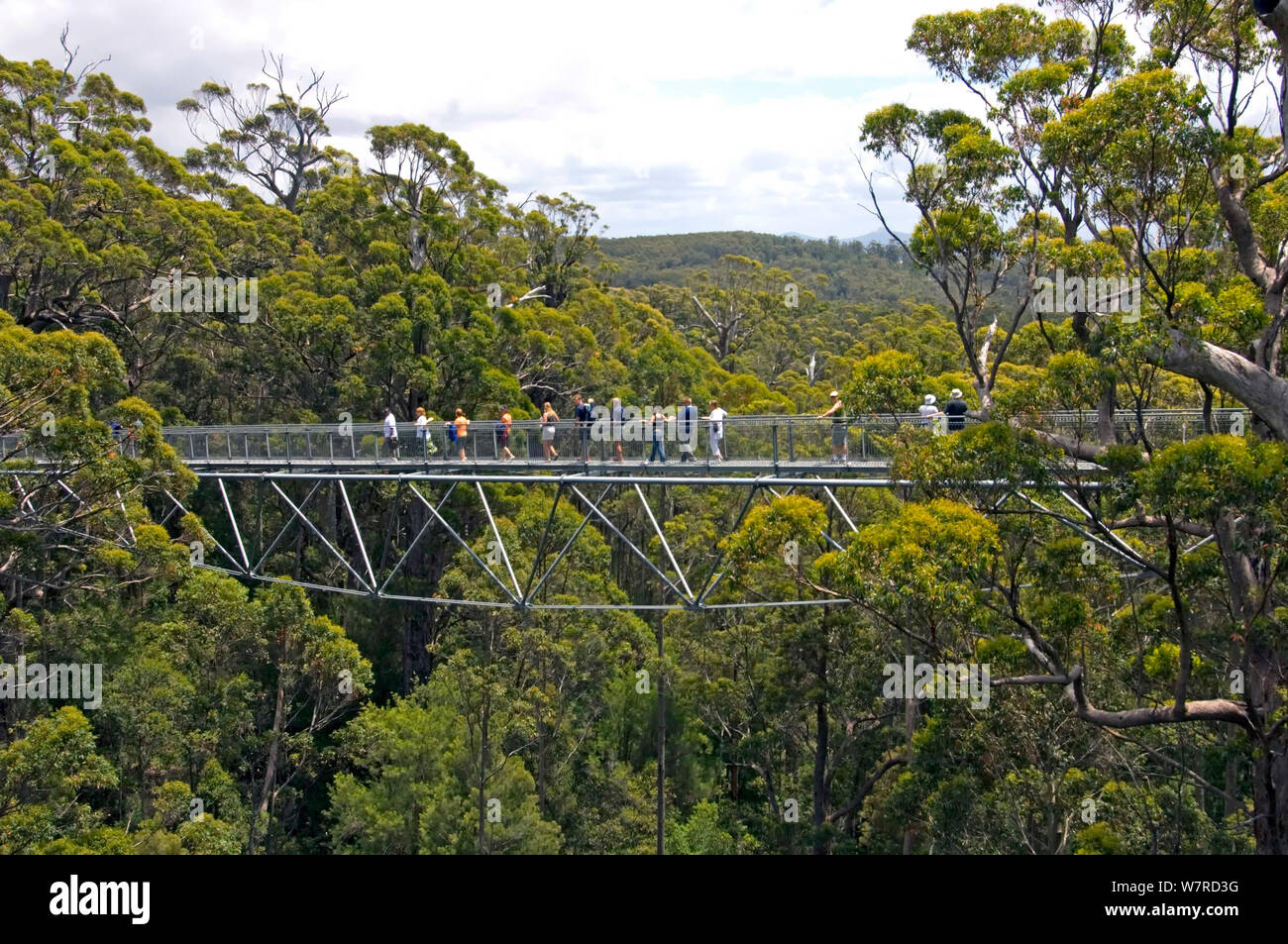 Valley of the Giants Tree Top Walk, in Eucalyptus forest, Denmark ...